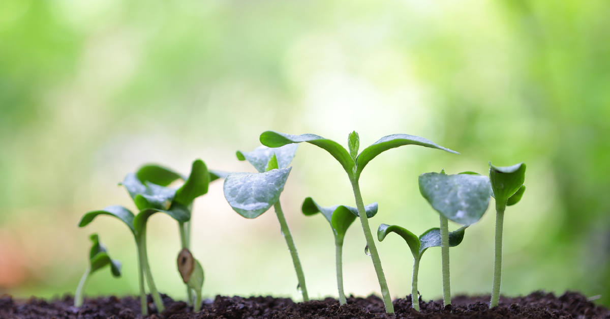 Tree Planting Plays Important Role in Sustainability